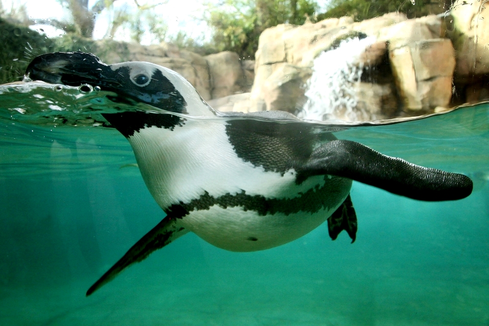 Dallas Zoo