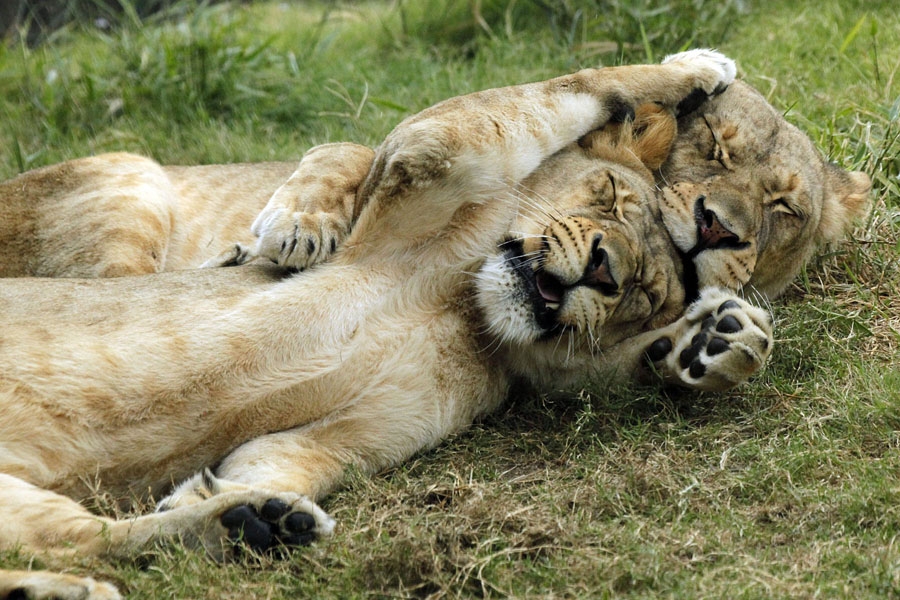 Dallas Zoo